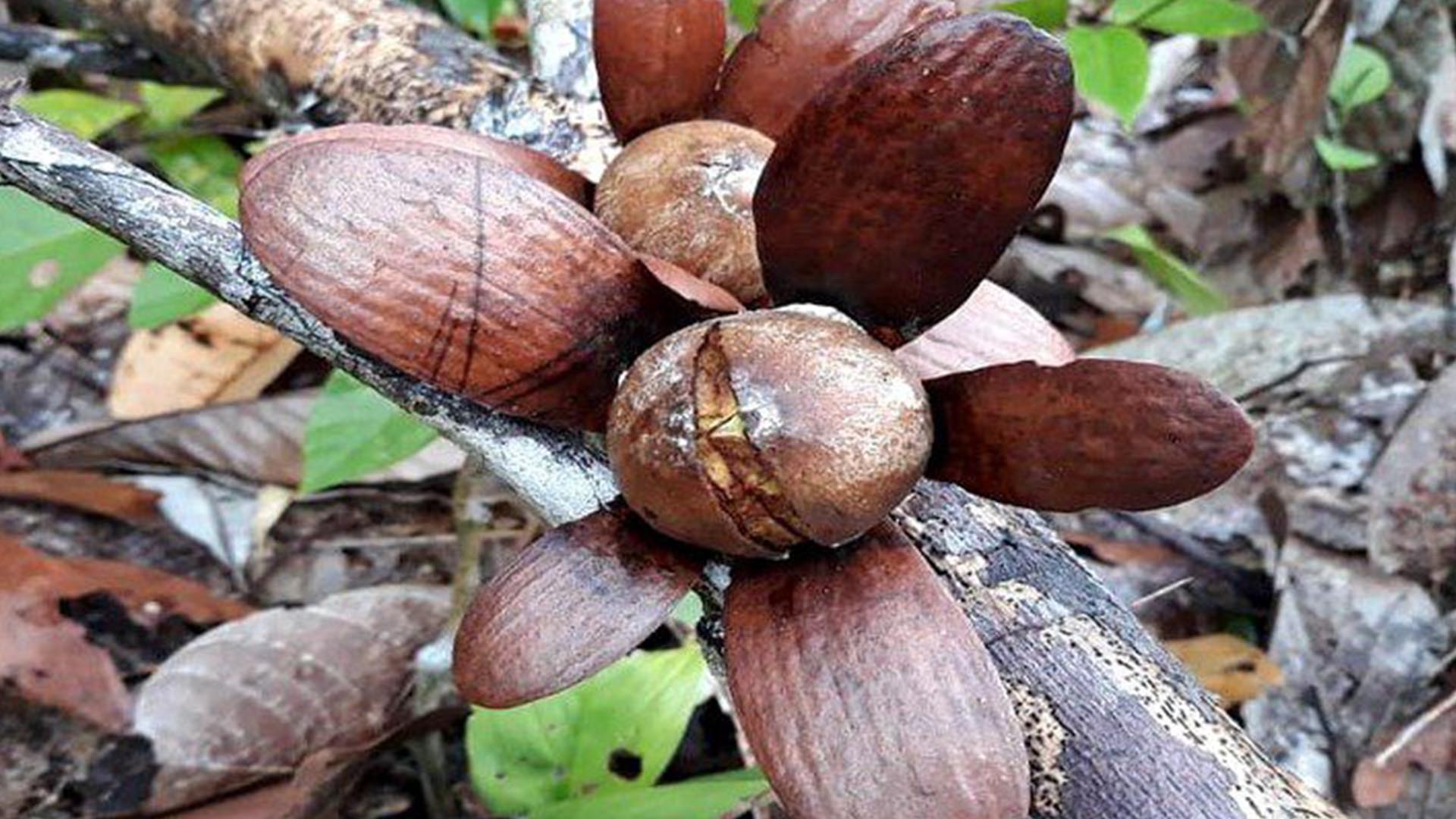 Mengenal Tengkawang - Bentang Kalimantan Tangguh
